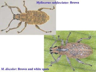 4 chapter pests of mulberry and their management | PPTX