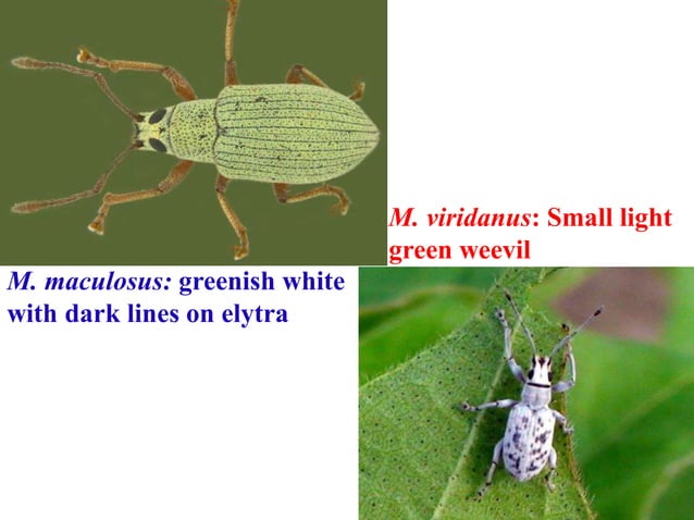 4 chapter pests of mulberry and their management | PPTX