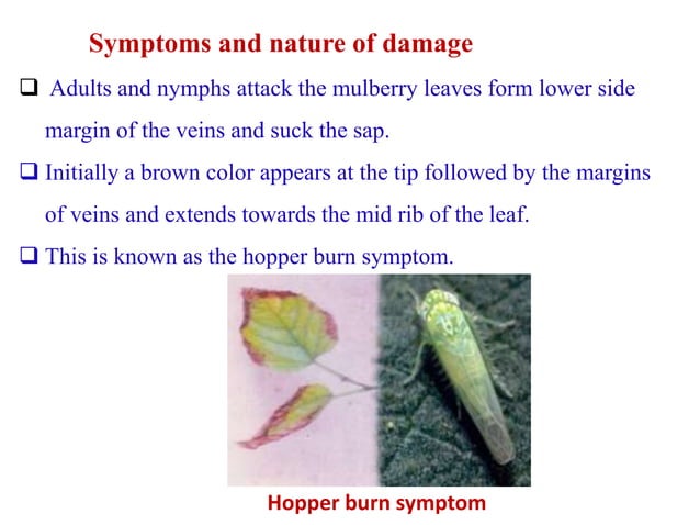 4 chapter pests of mulberry and their management | PPTX