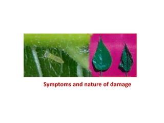 4 chapter pests of mulberry and their management | PPTX