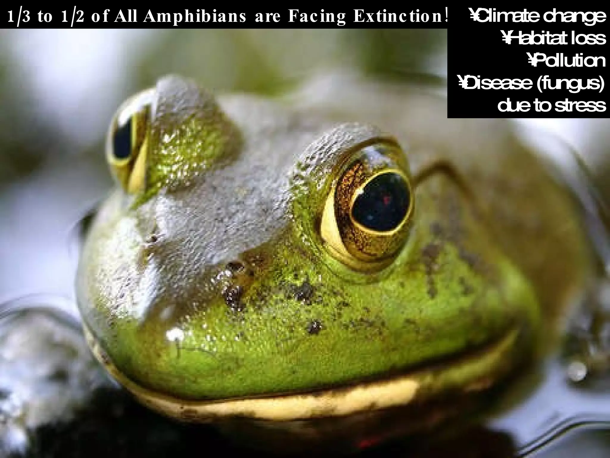 Phylum Chordata - Class Amphibia | PPT