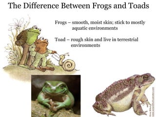 Phylum Chordata - Class Amphibia | PPT