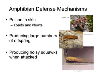 Phylum Chordata - Class Amphibia | PPT