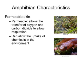 Phylum Chordata - Class Amphibia | PPT