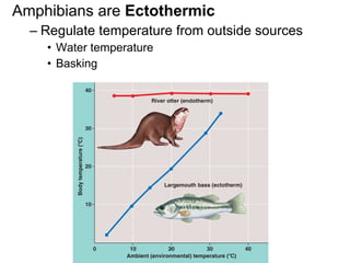 Phylum Chordata - Class Amphibia | PPT
