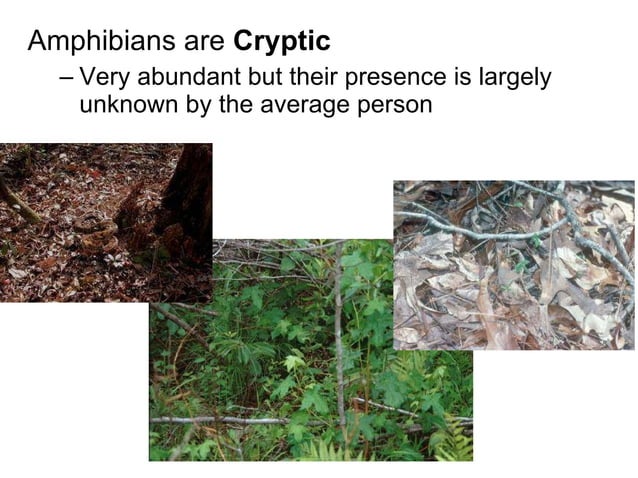 Phylum Chordata - Class Amphibia | PPT | Reptiles | Pets