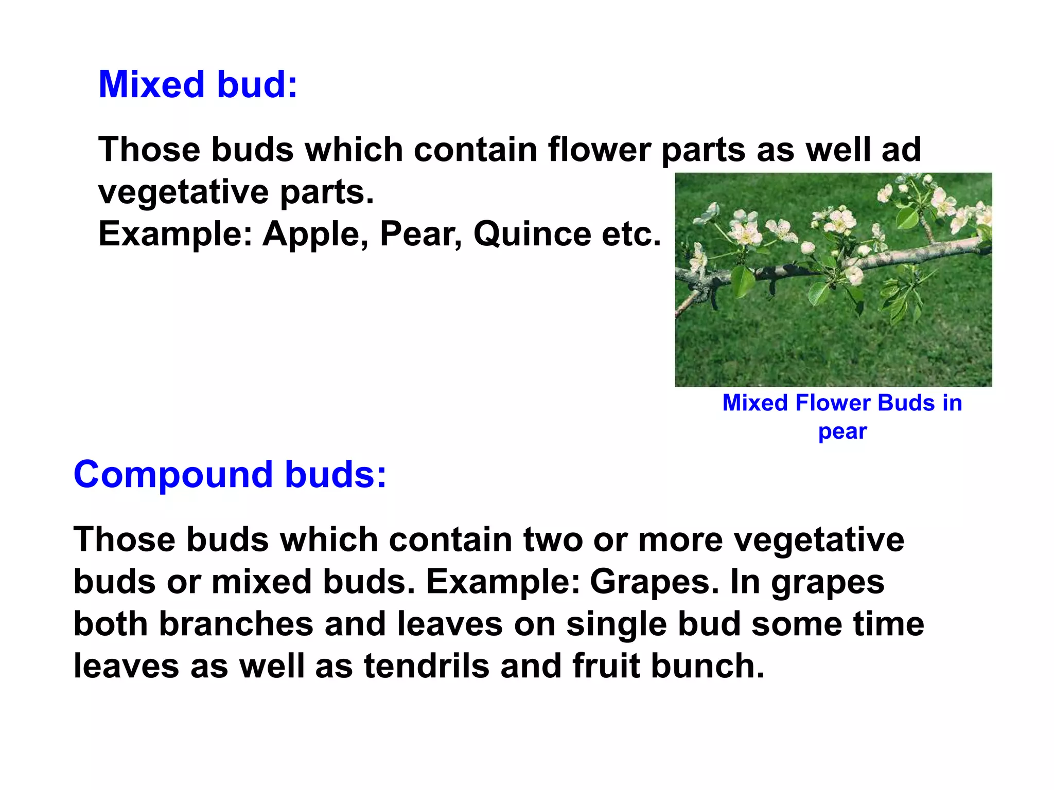 4-Concept of fruit bud formation.ppt