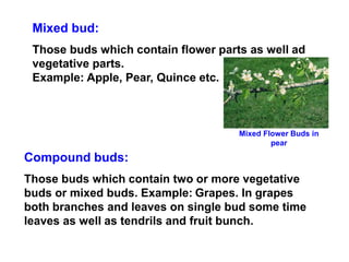 4-Concept of fruit bud formation.ppt