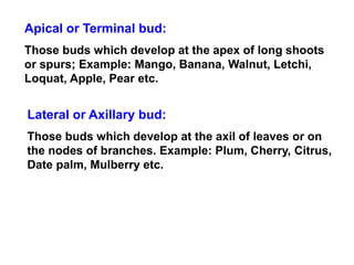 4-Concept of fruit bud formation.ppt
