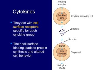 4-Cytokines lecture.pptdfdfdfdfdban dididit | PPT