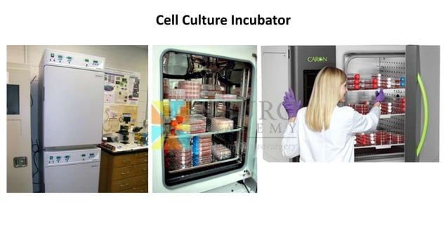 Dendritic Vaccine Laboratory Optimization and Dendritic Cell Maturation ...