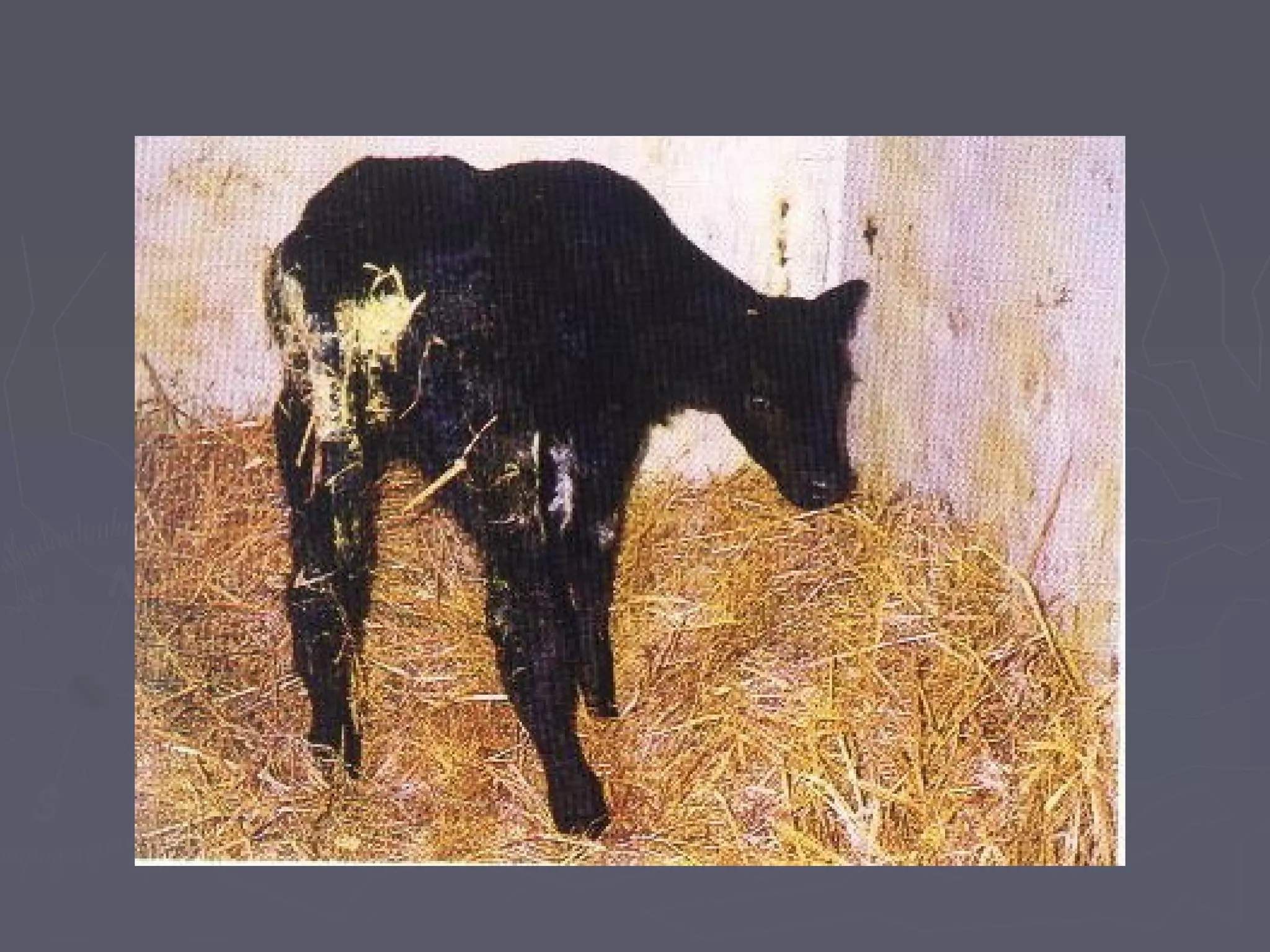 4 diarrhoea (calf scour) | PPT