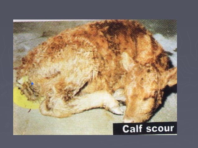 4 diarrhoea (calf scour) | PPT