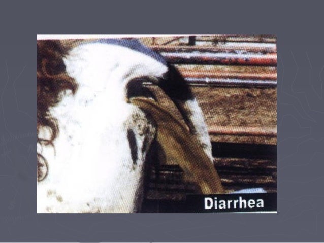 4 Diarrhoea Calf Scour