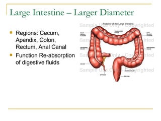 4 Digestive System | PPT