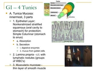 4 Digestive System | PPT