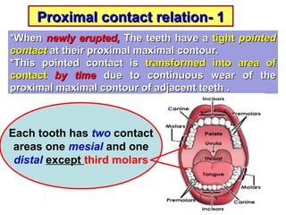 direct factors and their significeance in protection of periodontium | PPT