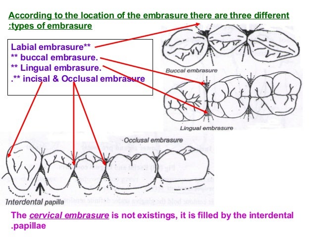 direct factors and their significeance in protection of periodontium