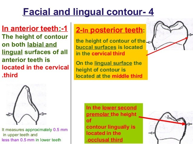 direct factors and their significeance in protection of periodontium