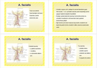 4 dis hekimligi-3-yuz-kafaderisi-2015 | PPT