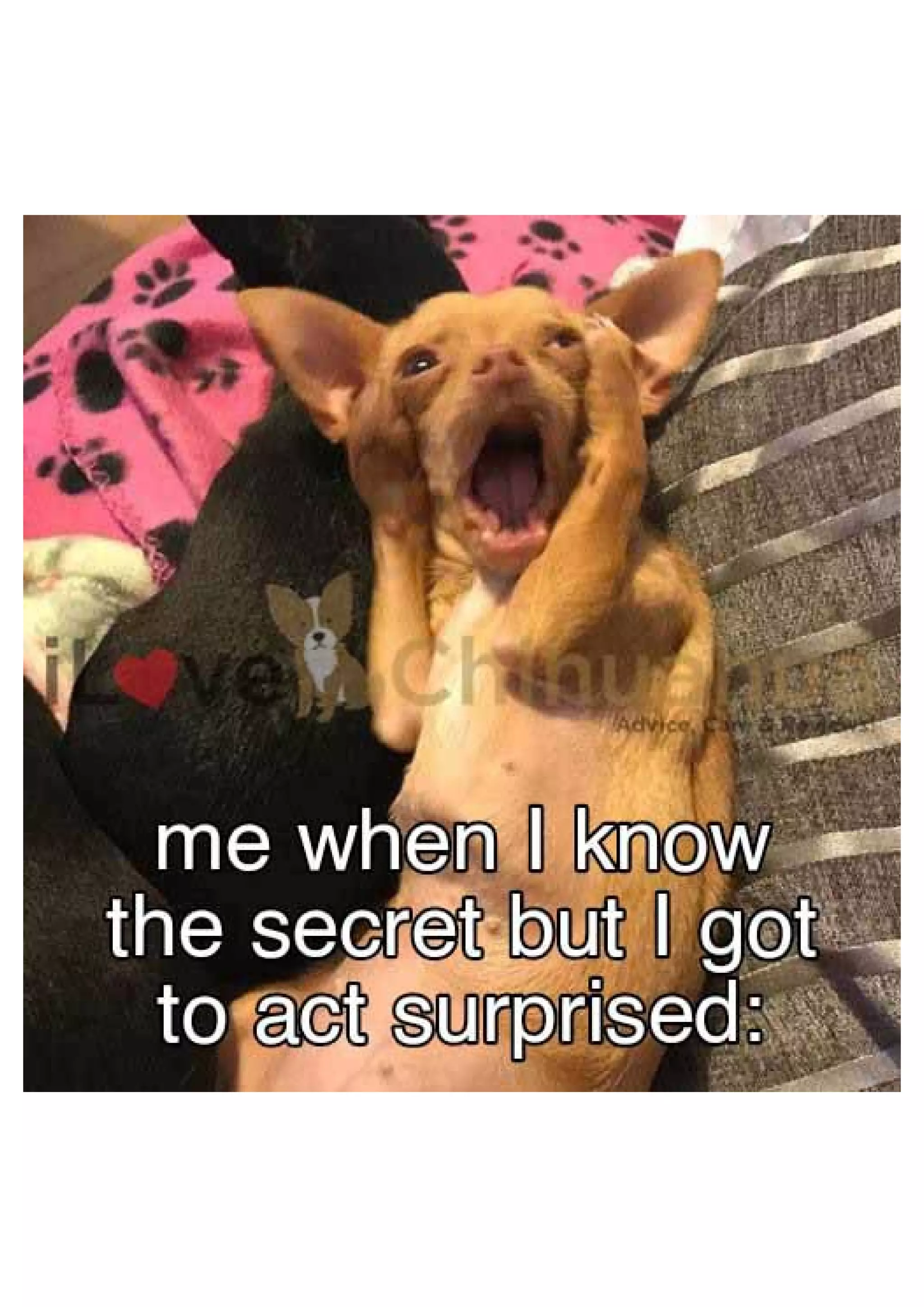 Chihuahua Care | PDF