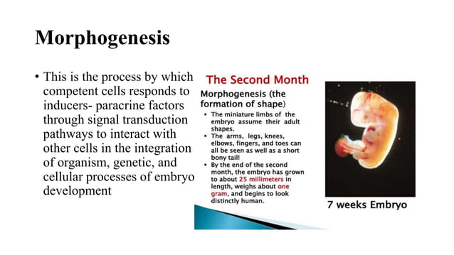 4-EMBRYOLOGICAL_DEVELOPMENT_OF_BODY_TISSUES,_ORGANS_AND_SYSTEMS.[1].pptx
