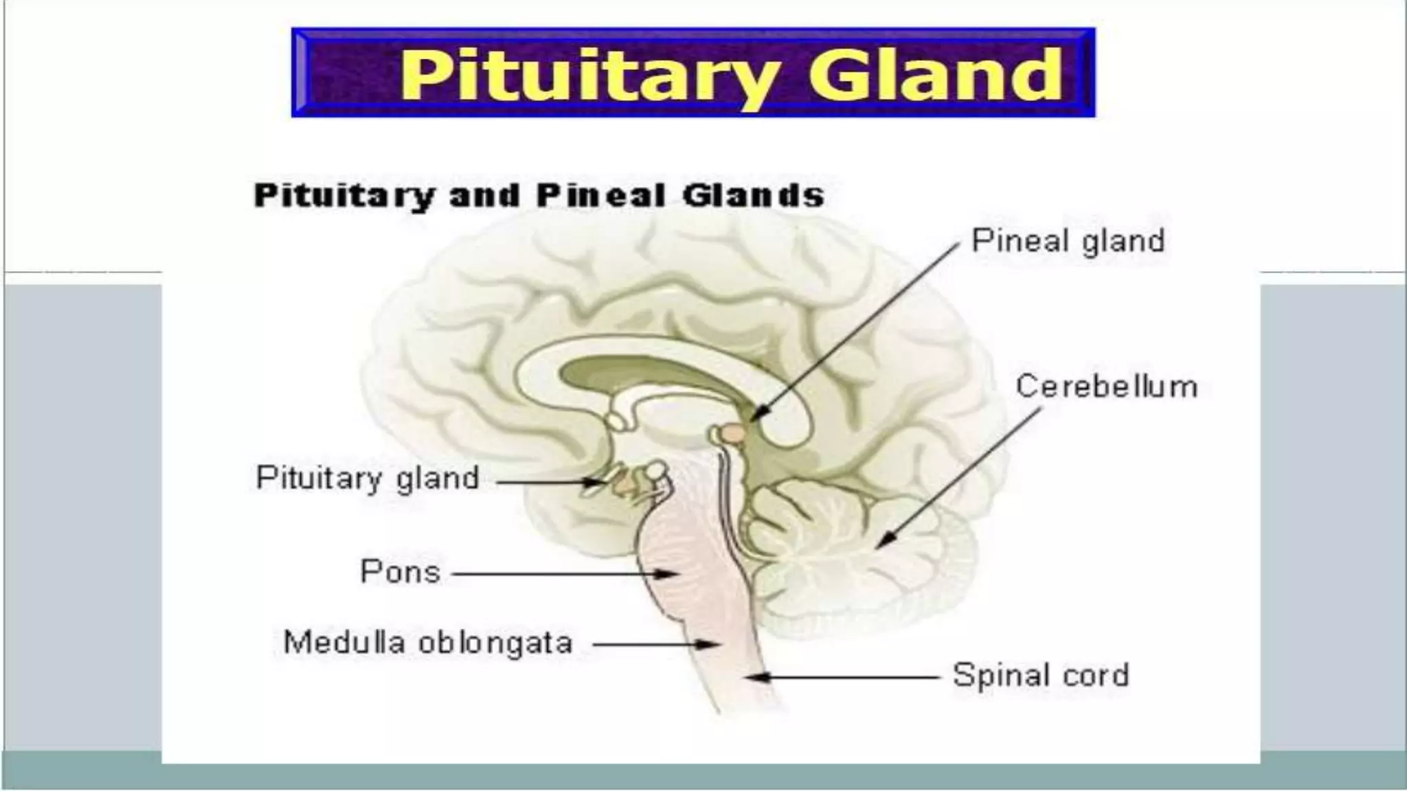 physiology : endocrine system | POT | Endocrine and Metabolic Diseases ...