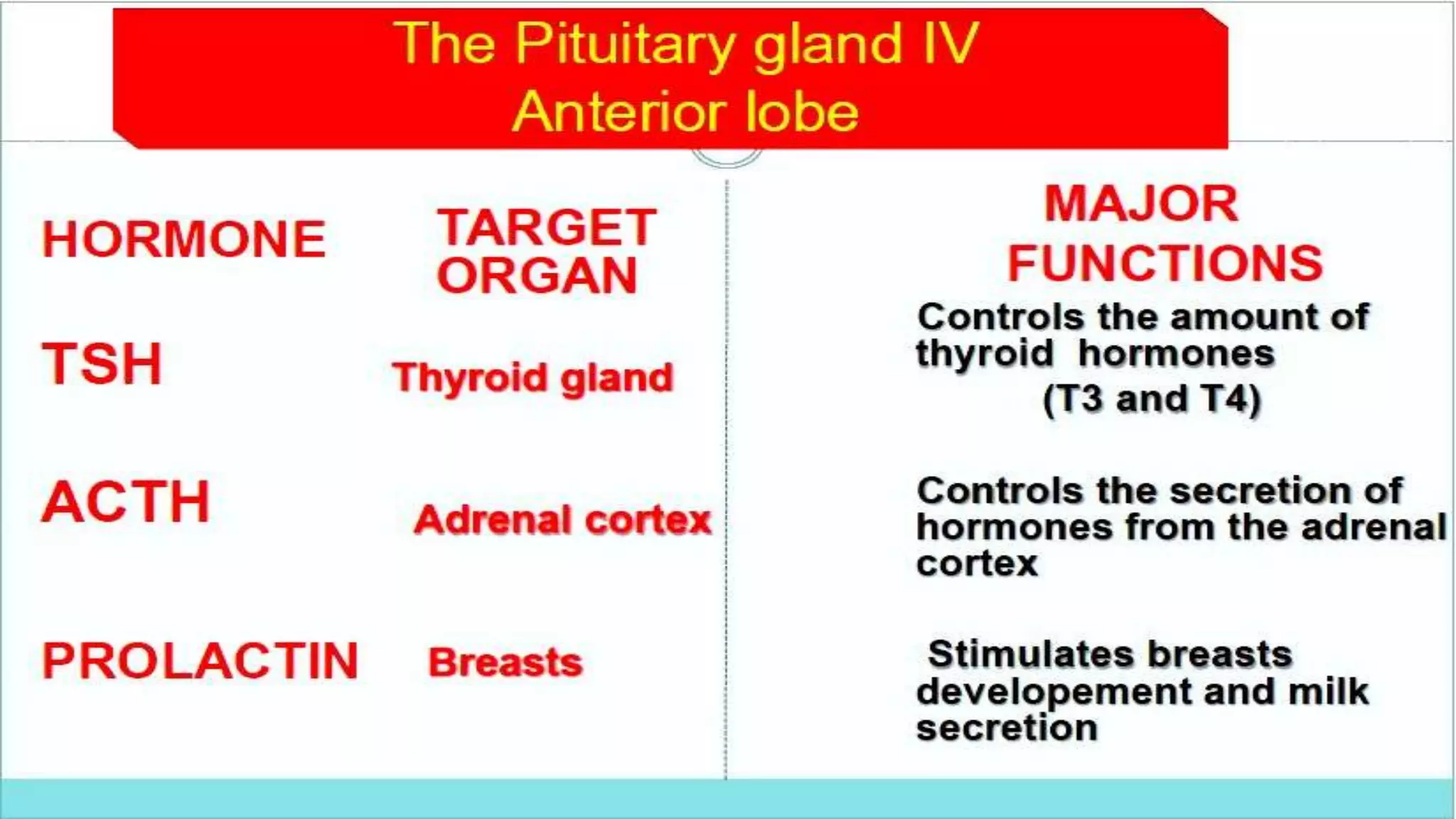 physiology : endocrine system | POT | Endocrine and Metabolic Diseases ...