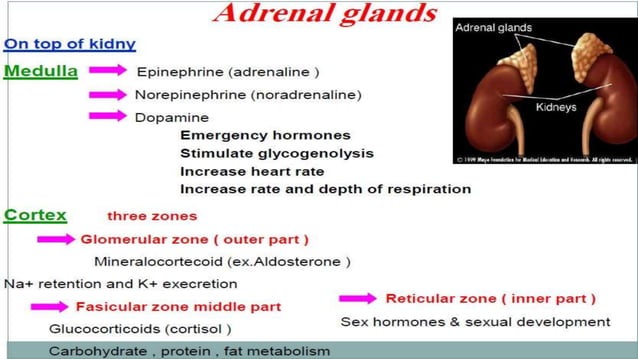 physiology : endocrine system | POT