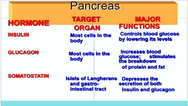 physiology : endocrine system | POT