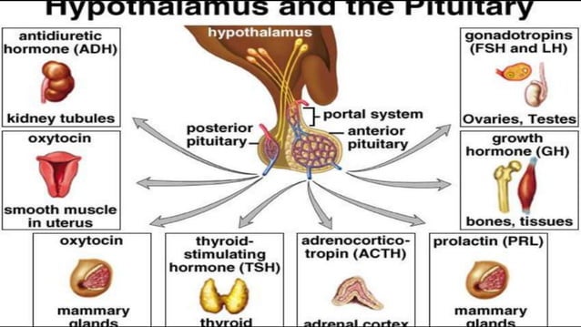 physiology : endocrine system | POT
