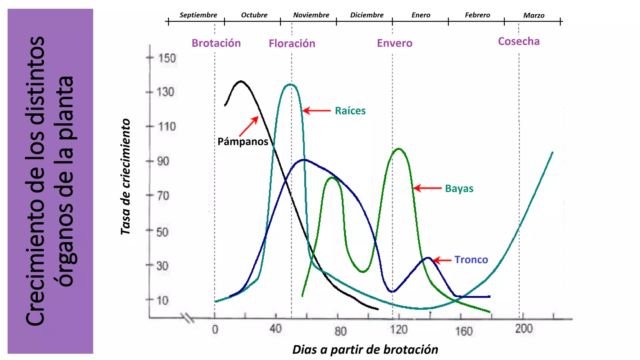 Etapas fenológicas de la vid | PDF