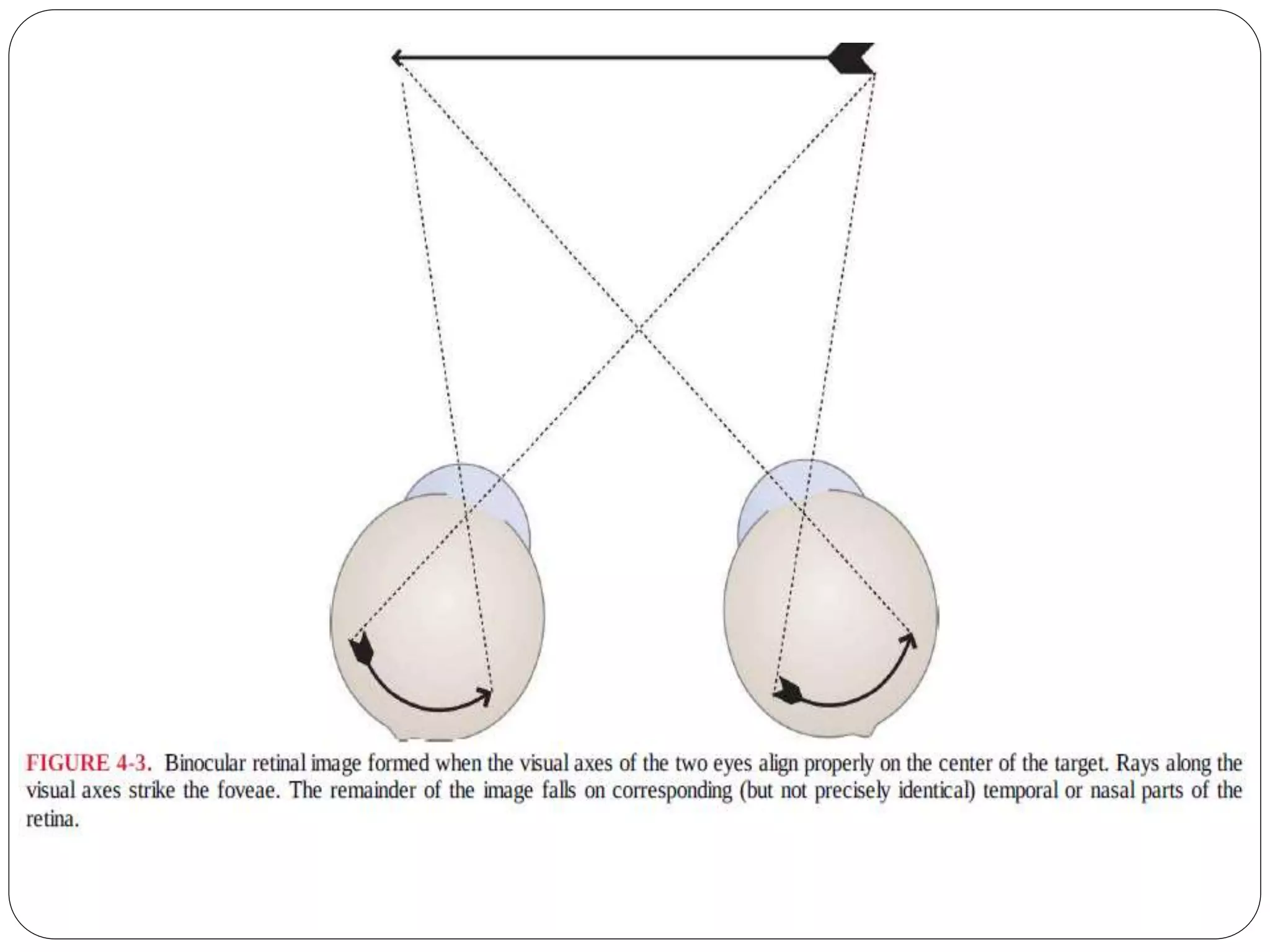 examination of the peripheral ocular system | PPTX
