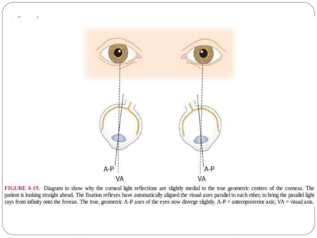 examination of the peripheral ocular system | PPTX