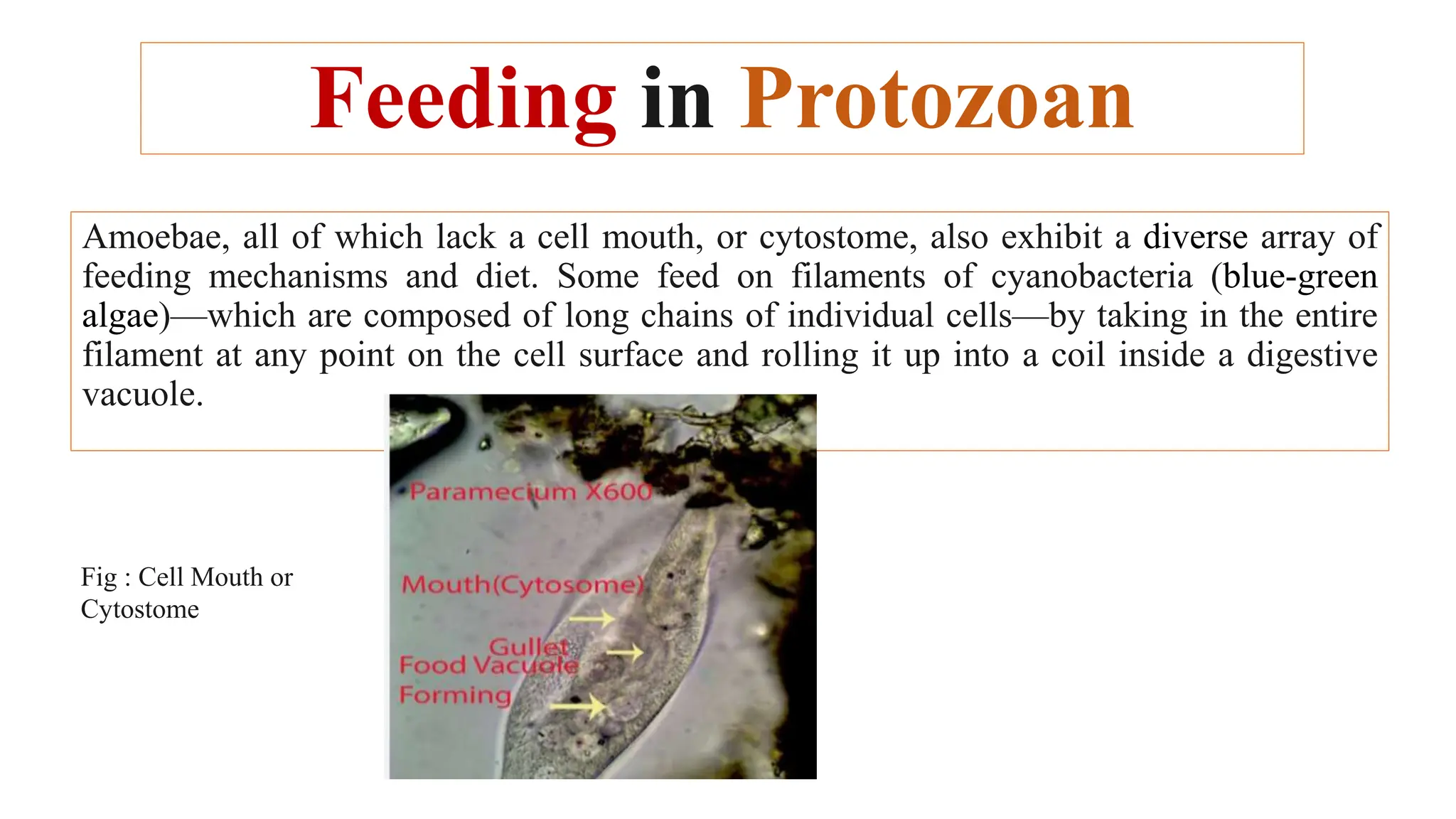 4- Feeding in Protozoan (1).pptx subscribe my Youtube channel "Biology ...