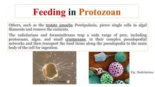4- Feeding in Protozoan (1).pptx subscribe my Youtube channel "Biology ...