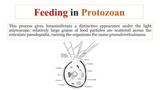 4- Feeding in Protozoan (1).pptx subscribe my Youtube channel "Biology ...