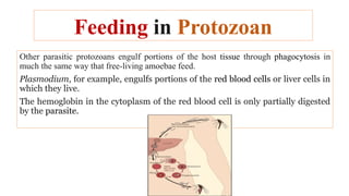 4- Feeding in Protozoan (1).pptx subscribe my Youtube channel "Biology ...