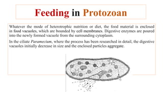 4- Feeding in Protozoan (1).pptx subscribe my Youtube channel "Biology ...