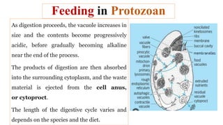4- Feeding in Protozoan (1).pptx subscribe my Youtube channel "Biology ...