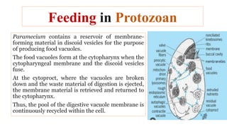 4- Feeding in Protozoan (1).pptx subscribe my Youtube channel "Biology ...