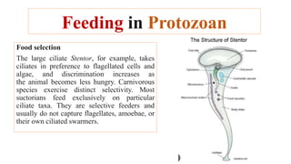 4- Feeding in Protozoan (1).pptx subscribe my Youtube channel "Biology ...
