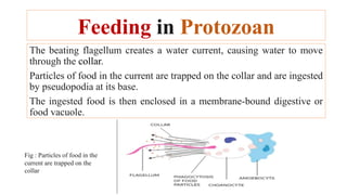 4- Feeding in Protozoan (1).pptx subscribe my Youtube channel "Biology ...