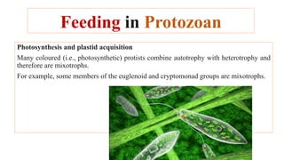 4- Feeding in Protozoan (1).pptx subscribe my Youtube channel "Biology ...