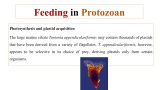 4- Feeding in Protozoan (1).pptx subscribe my Youtube channel "Biology ...