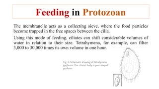 4- Feeding in Protozoan (1).pptx subscribe my Youtube channel "Biology ...