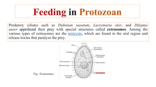 4- Feeding in Protozoan (1).pptx subscribe my Youtube channel "Biology ...