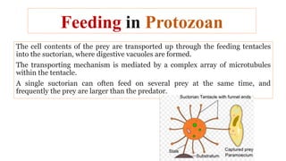 4- Feeding in Protozoan (1).pptx subscribe my Youtube channel "Biology ...