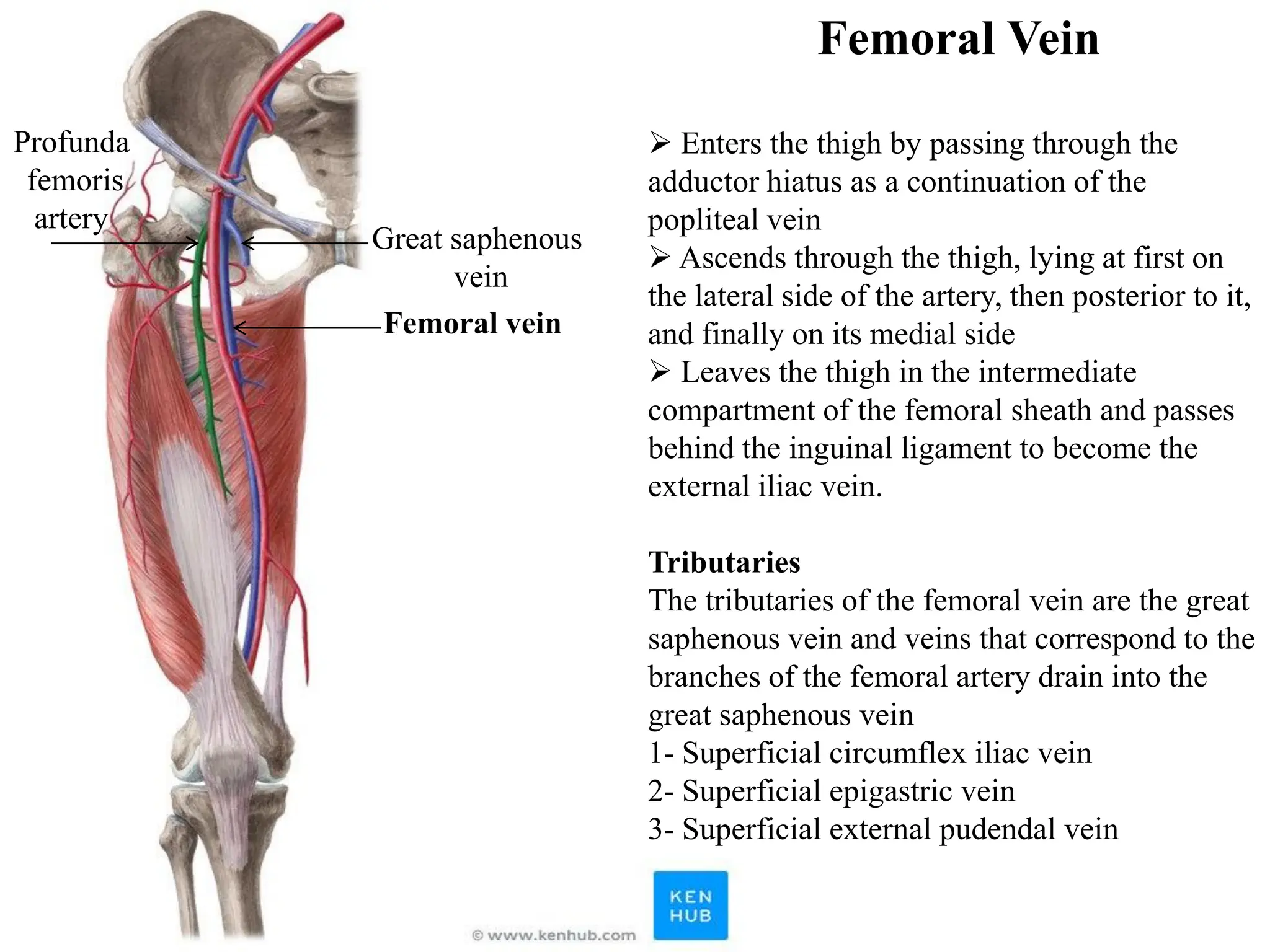 4-Femoral_triangle_and_adductor_canal.pdf