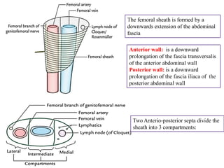 4-Femoral_triangle_and_adductor_canal.pdf